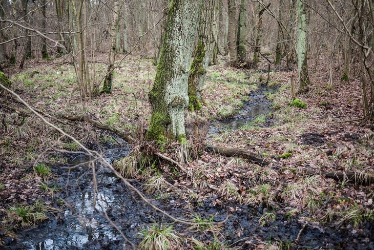 Jos van Wunnik: Visual artist: A precious alder marsh is threatened