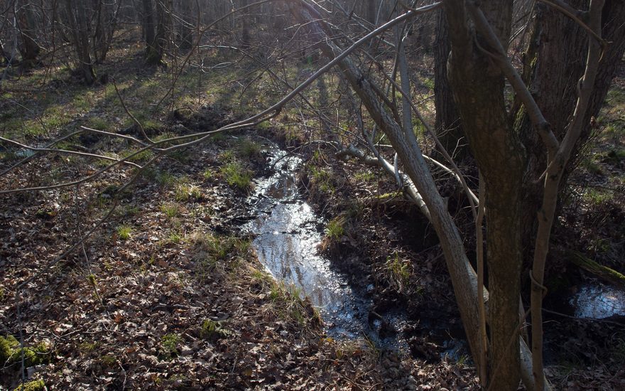 Jos van Wunnik: Visual artist: A precious alder marsh is threatened