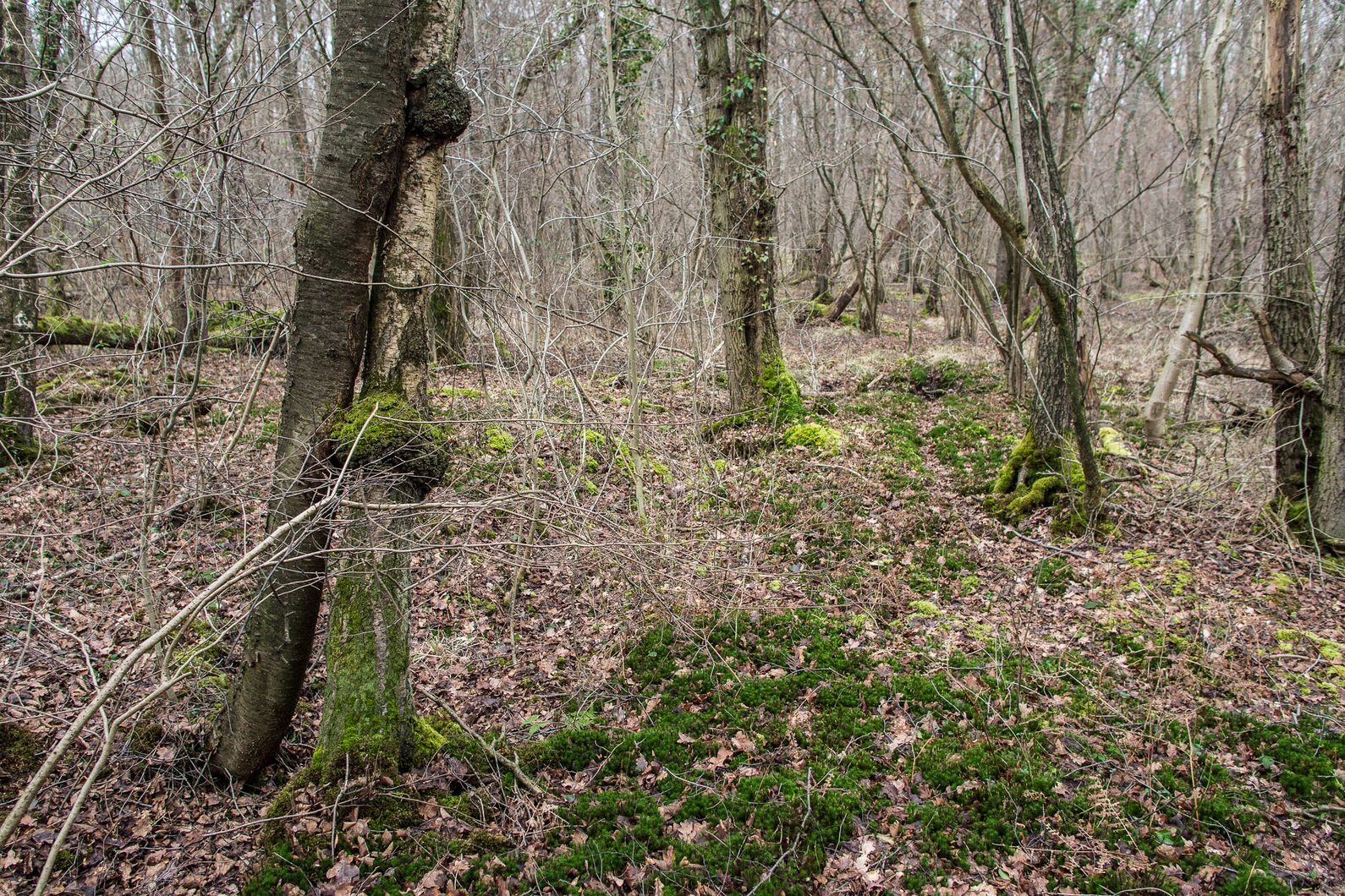 Jos van Wunnik: Visual artist: A precious alder marsh is threatened