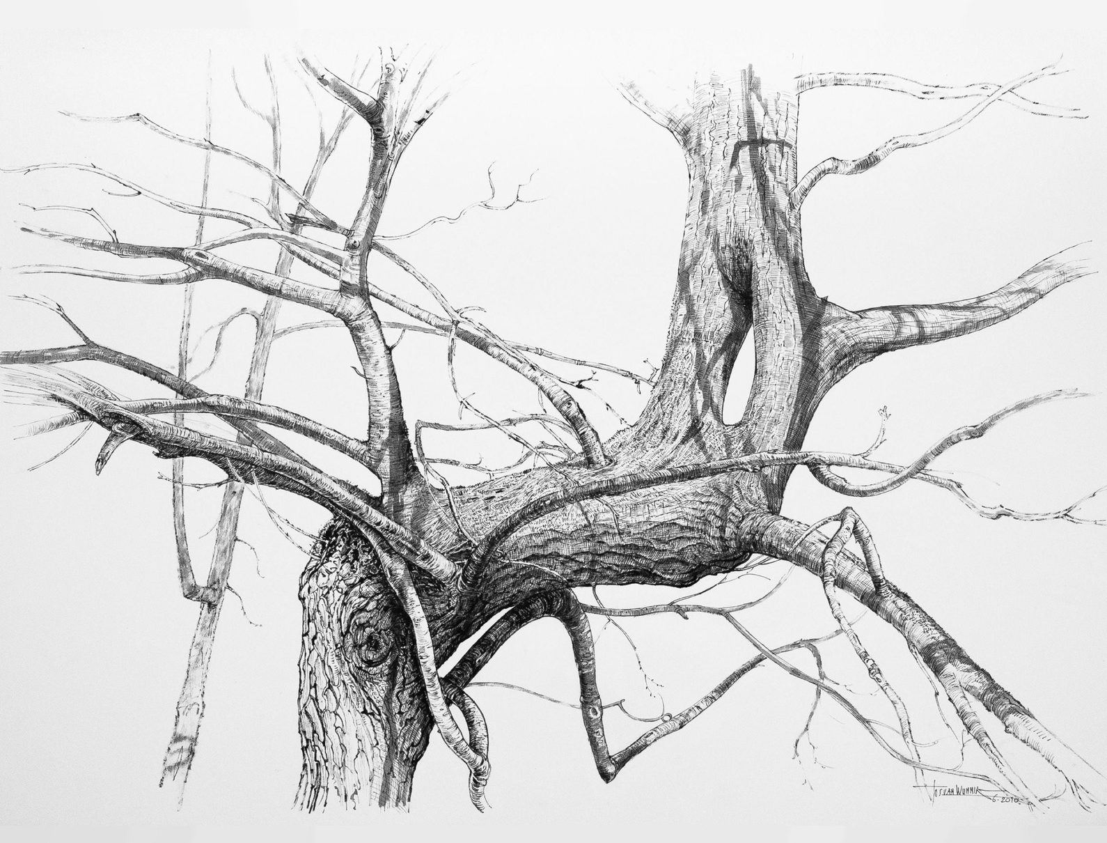 Jos van Wunnik: Visual artist: Snake line trees — The struggle between ...
