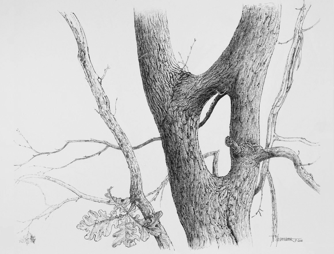 Jos van Wunnik: Visual artist: Snake line trees — The struggle between ...